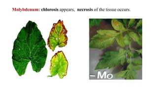 Plant nutrition minor elements | PPTX