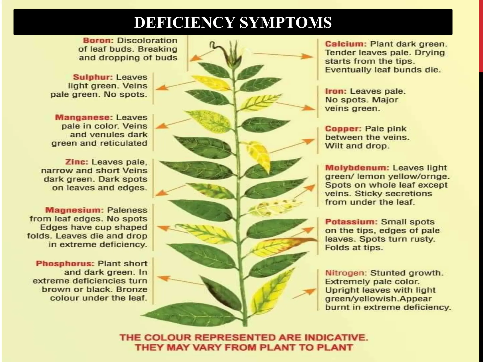 plant nutrition, their role and deficiency symptoms - balanced ...