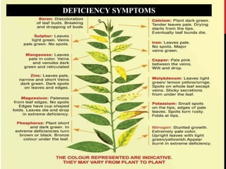 plant nutrition, their role and deficiency symptoms - balanced ...