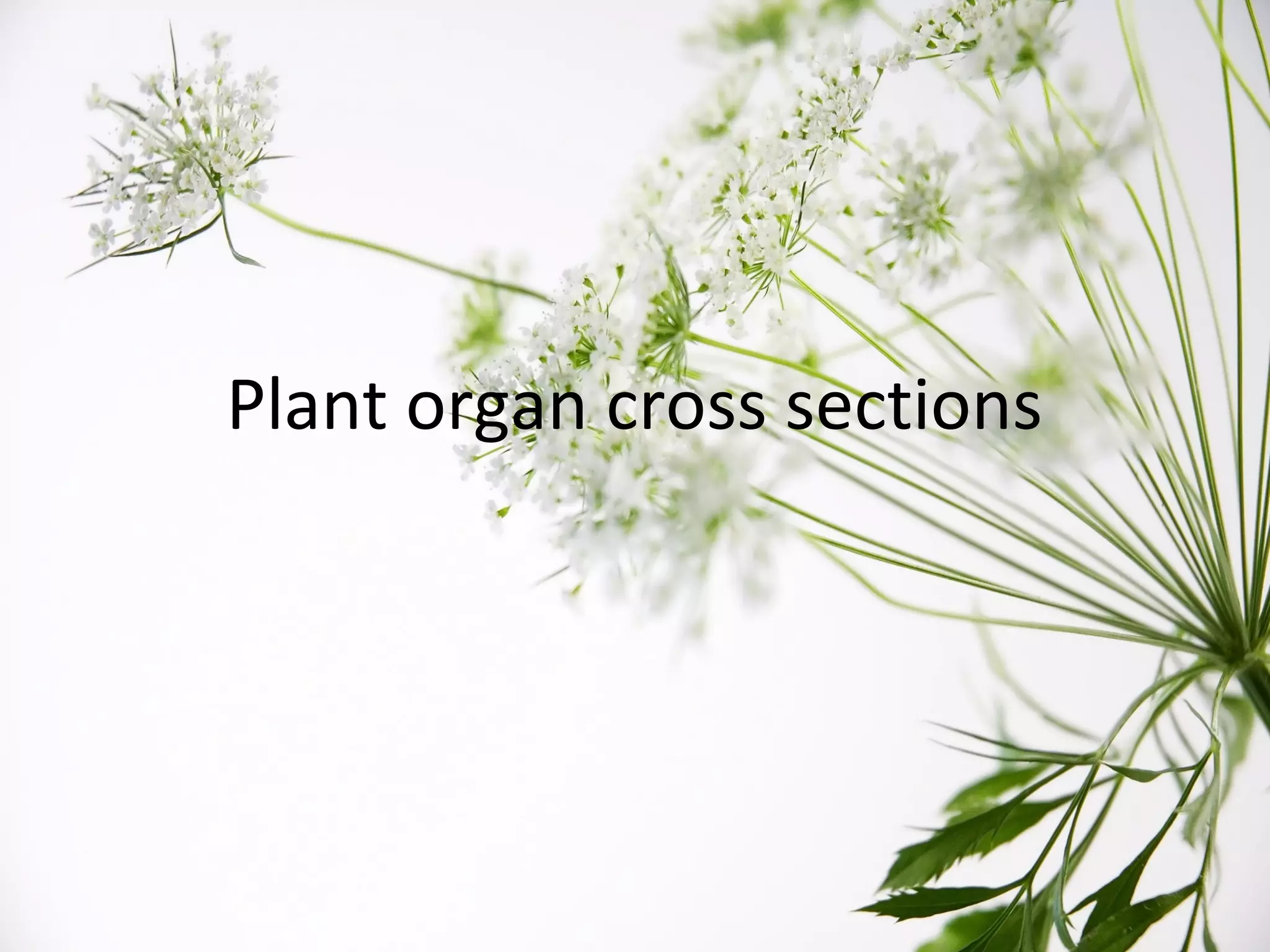 Plant organ cross sections | PPT
