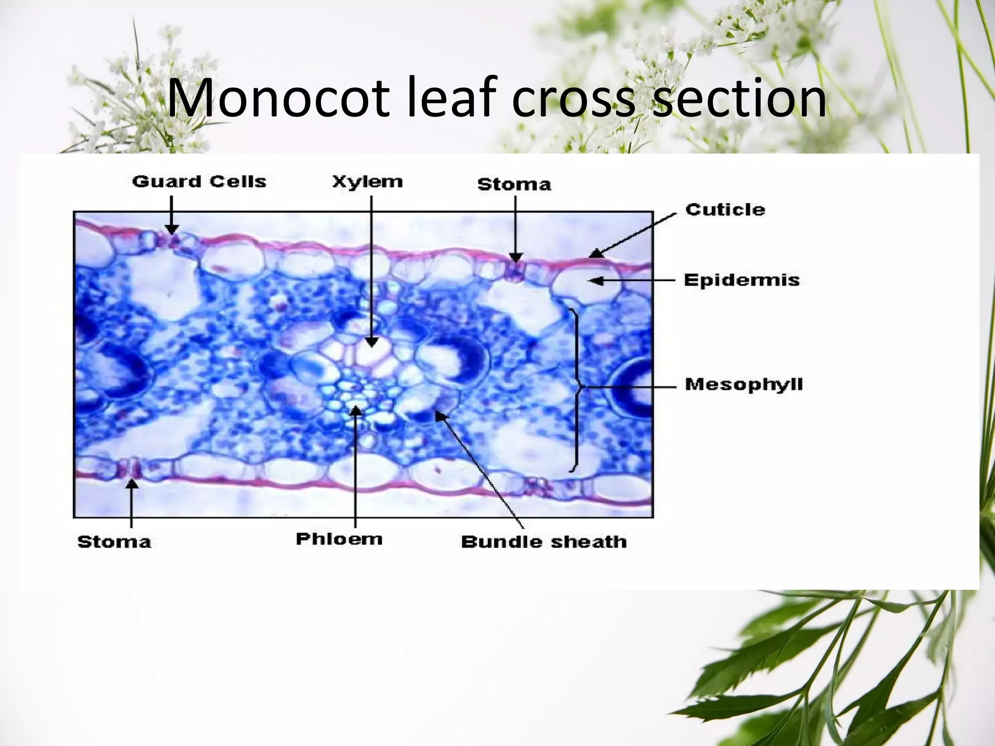 Plant organ cross sections | PPT