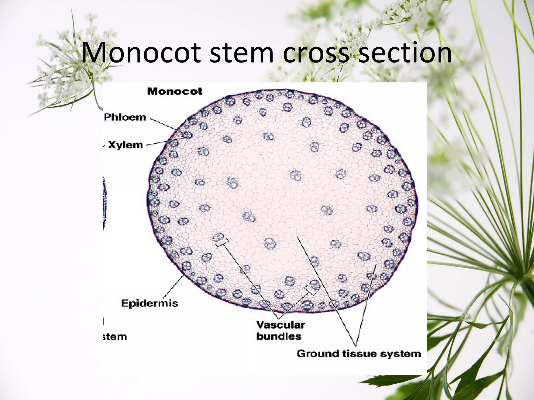 Plant organ cross sections | PPT