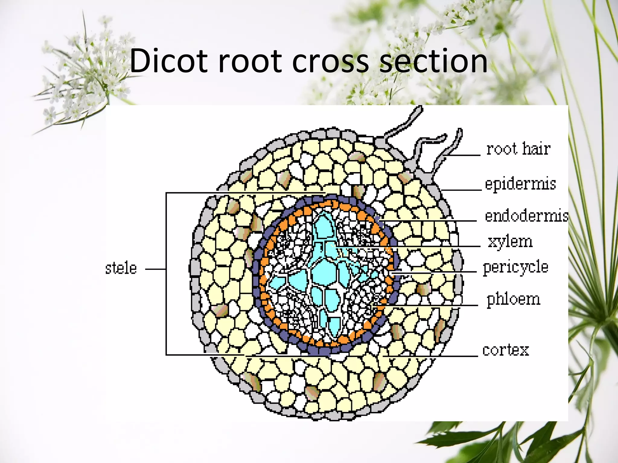 Plant organ cross sections | PPT