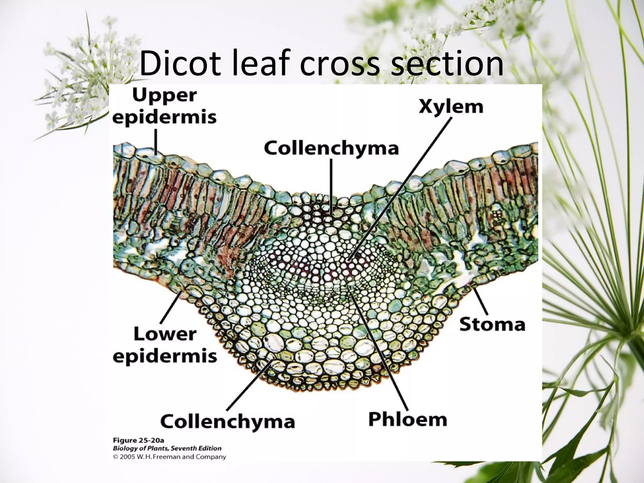 Plant Leaf Cross Section