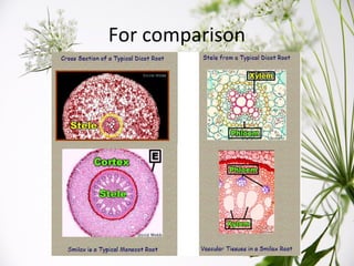 Plant organ cross sections | PPT