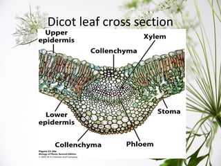 Plant organ cross sections | PPT