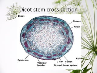 Plant organ cross sections | PPT