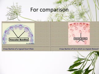 Plant organ cross sections | PPT