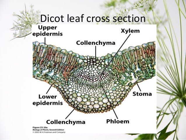 Plant Organ Cross Sections