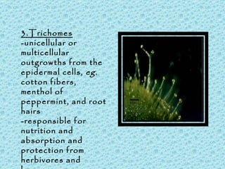 Plant Organization | PPT