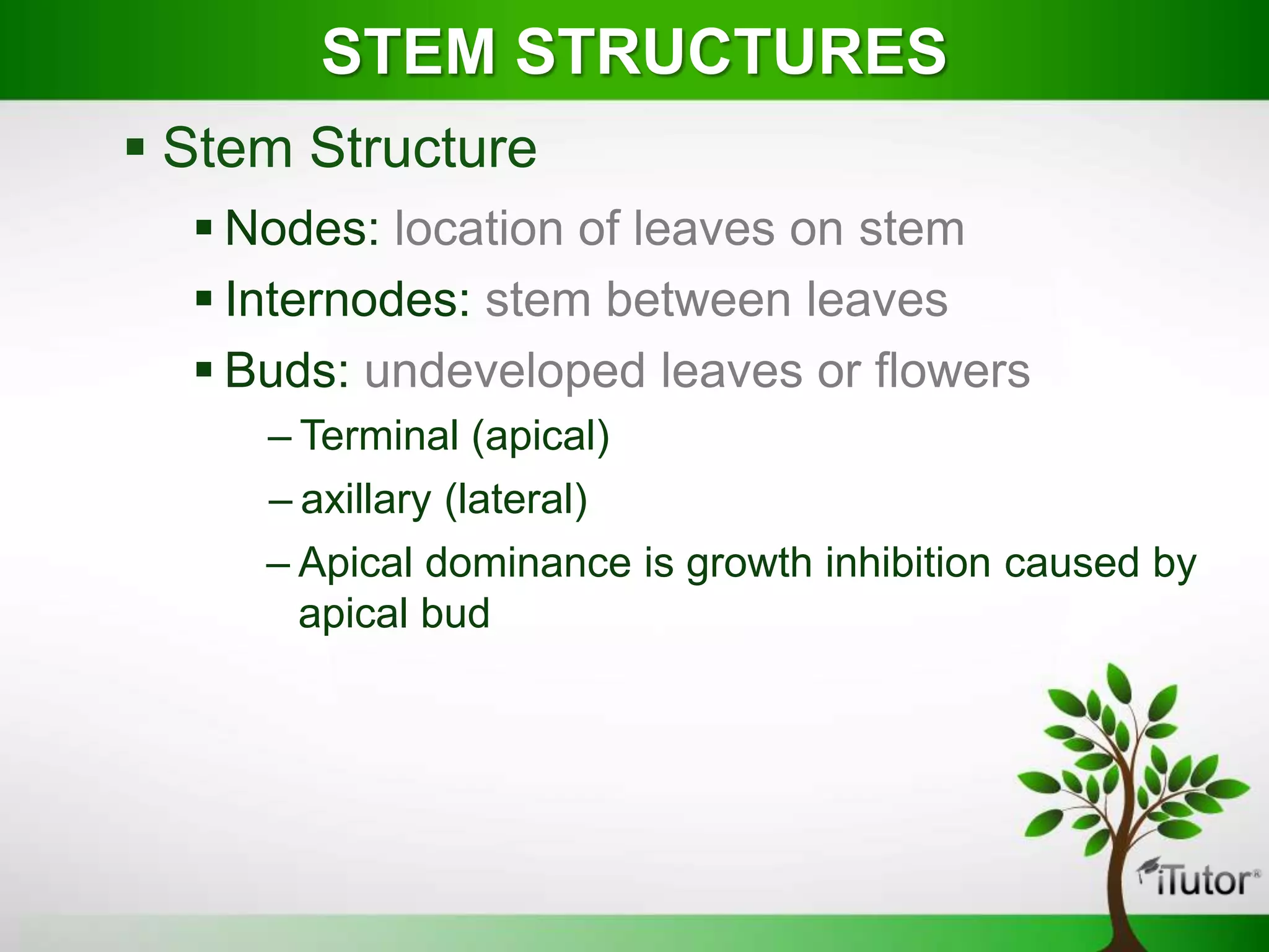 Plant Organs | PPTX