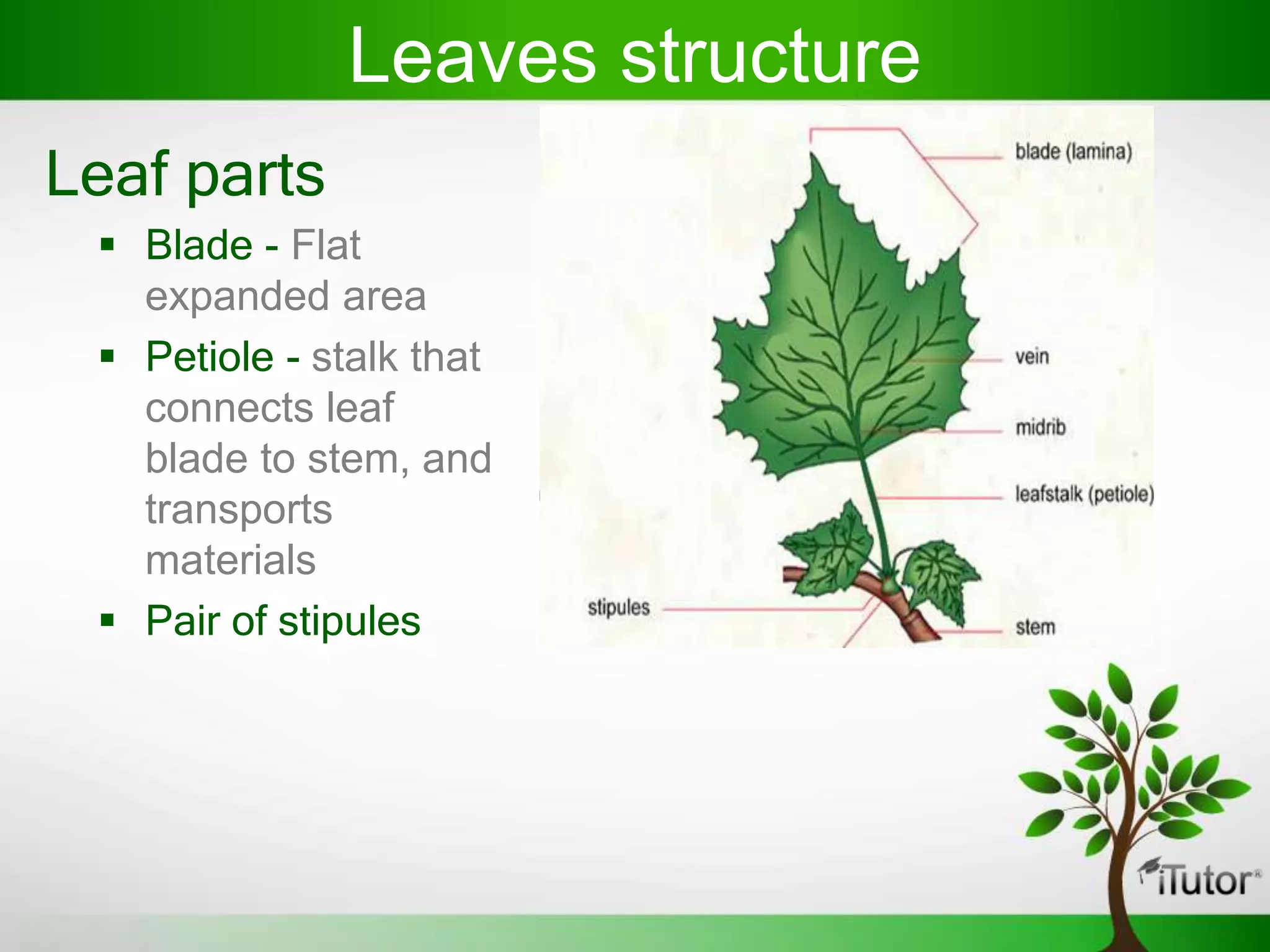 Plant Organs | PPTX