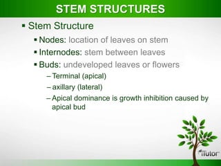 Plant Organs | PPTX