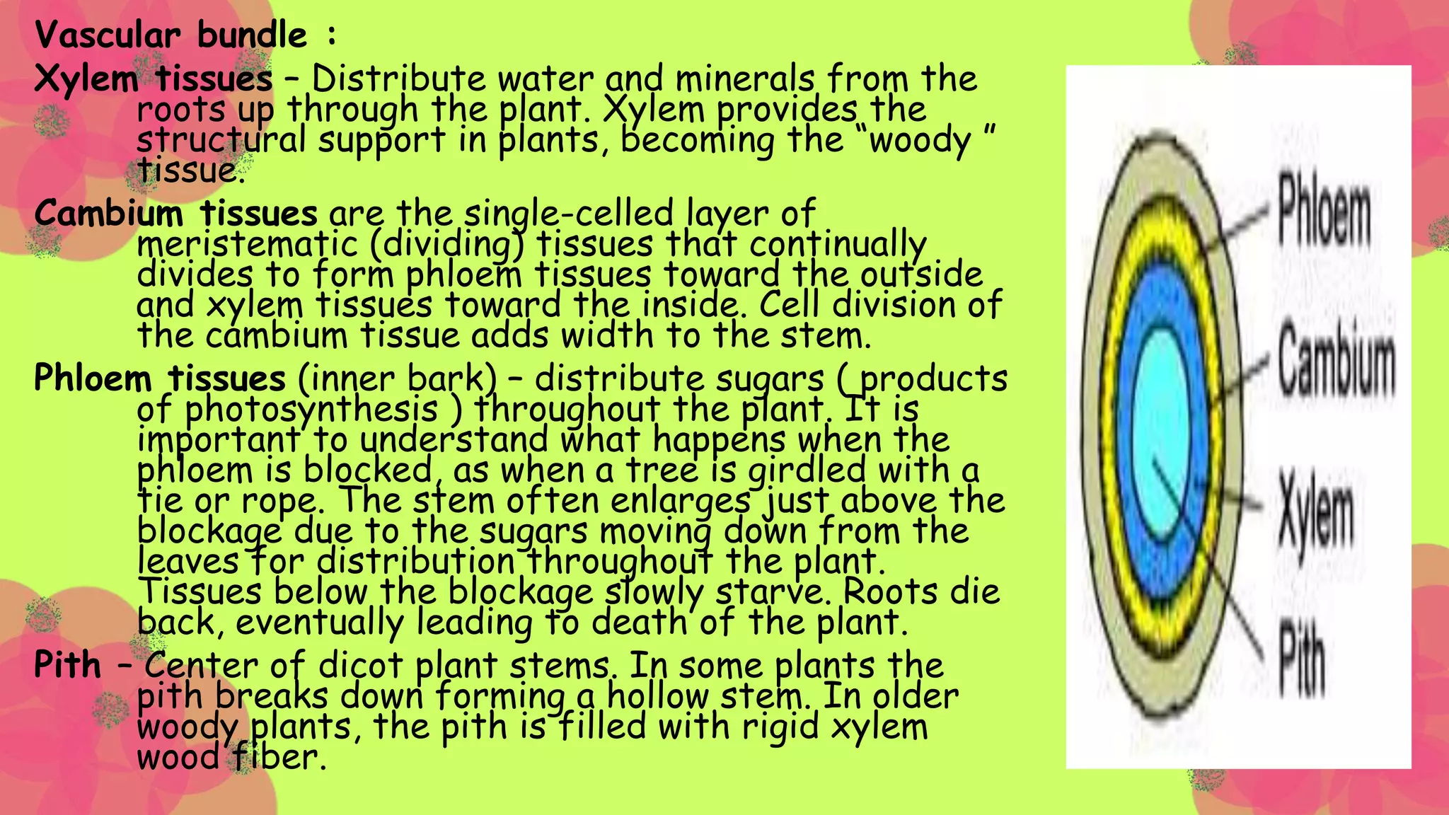 Plant Organs and Metabolic Processes | PPTX