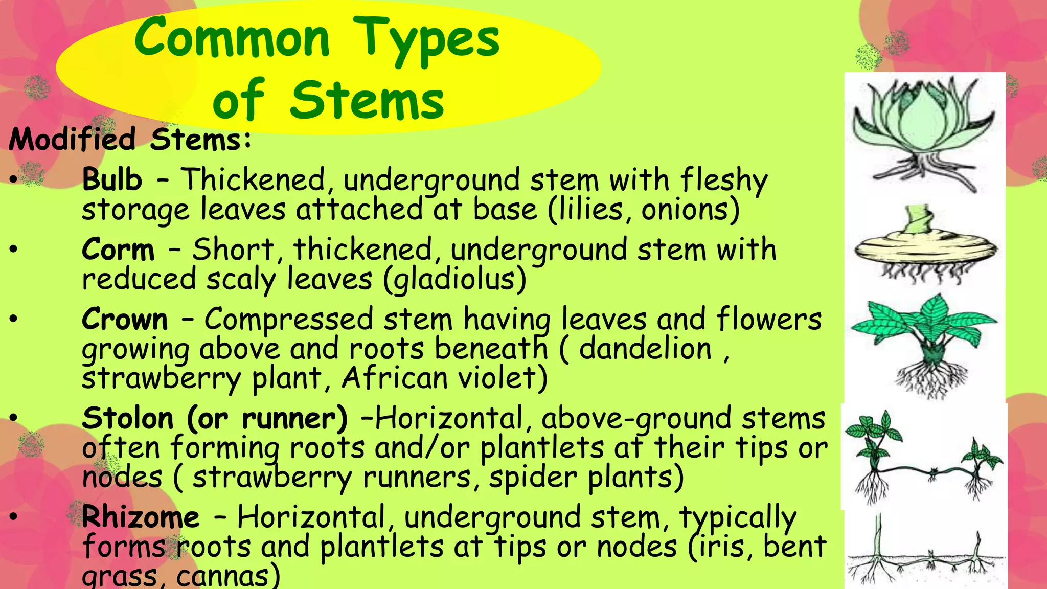 Plant Organs and Metabolic Processes | PPTX