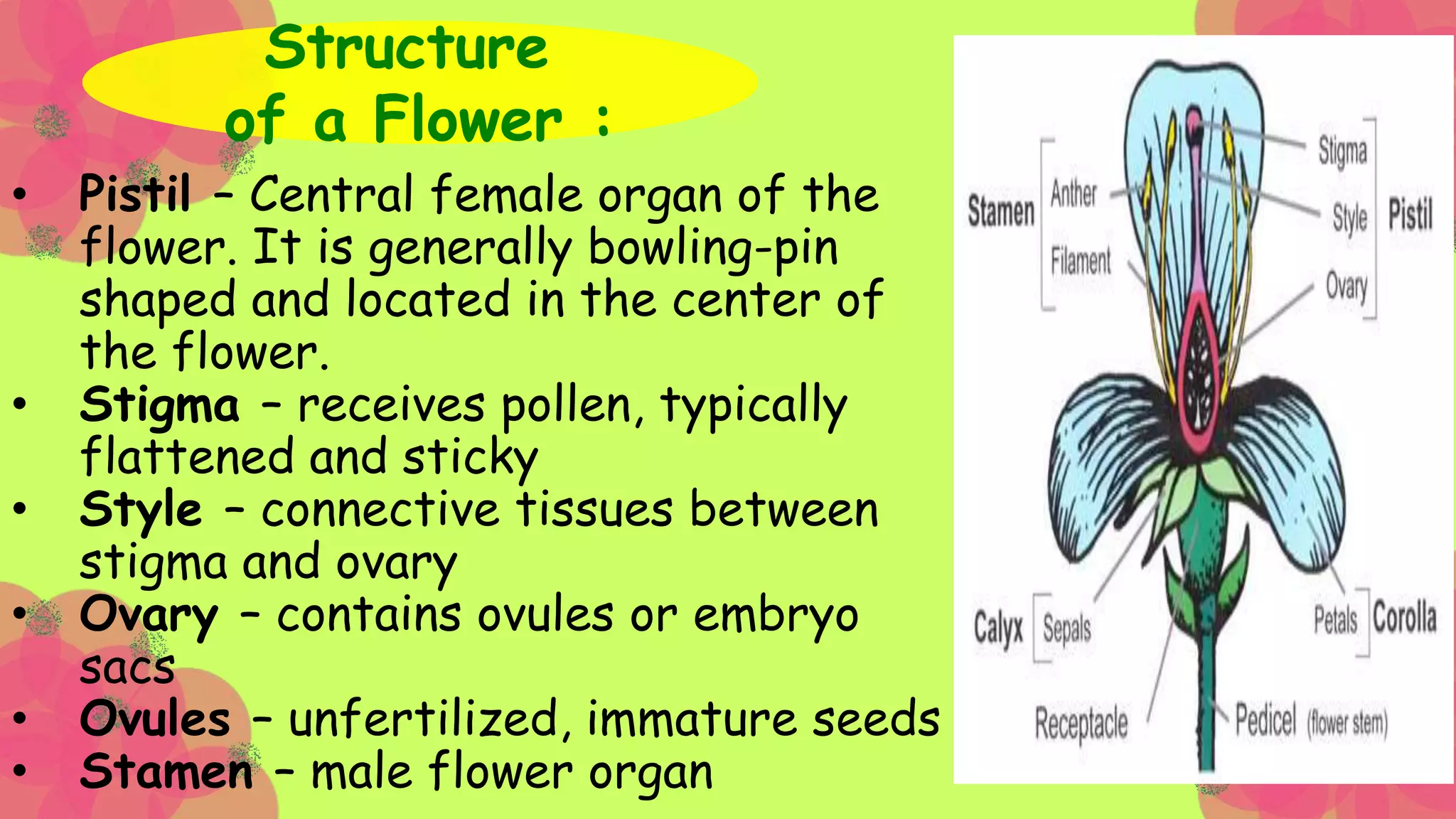 Plant Organs and Metabolic Processes | PPTX