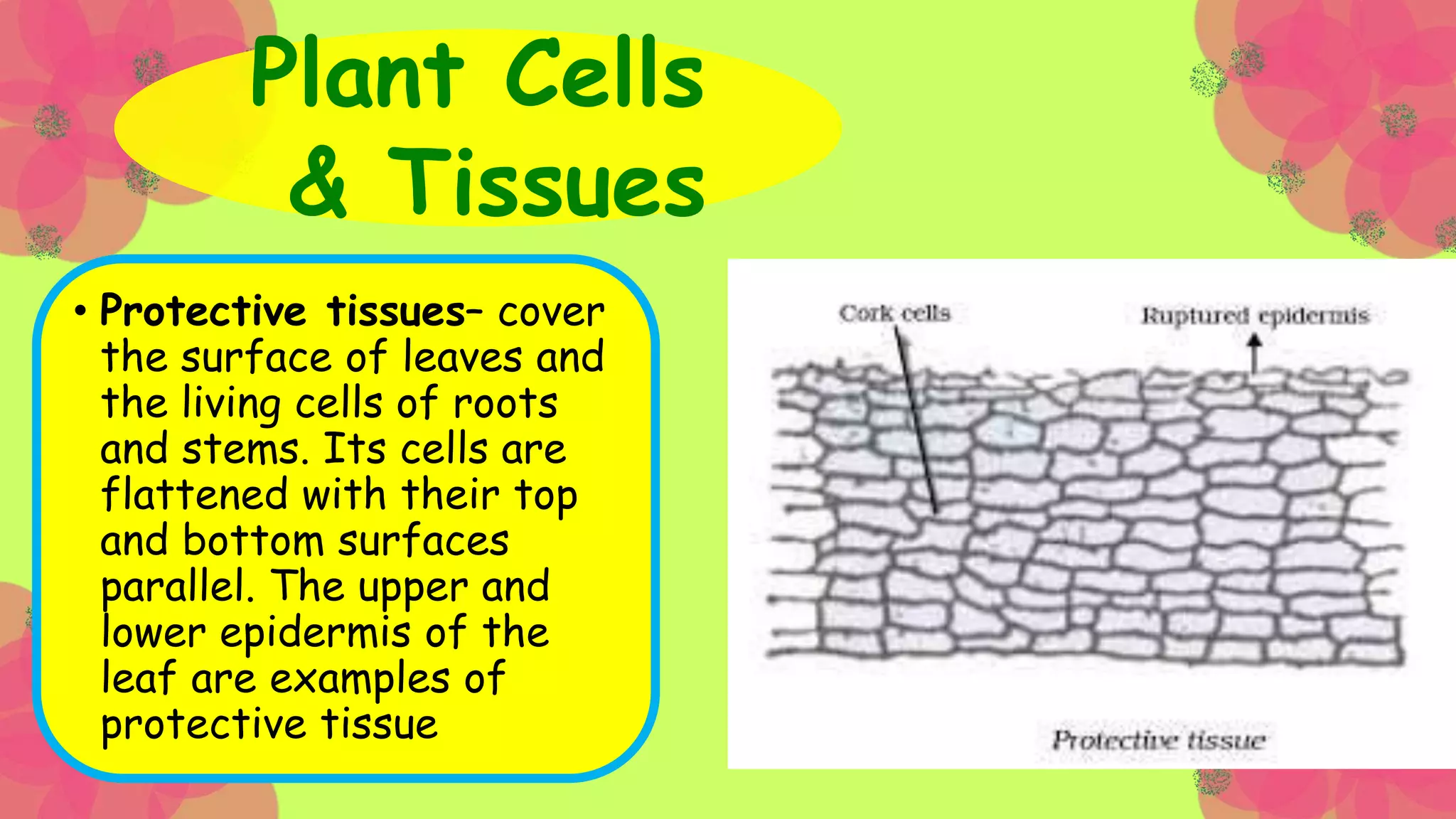 Plant Organs and Metabolic Processes | PPTX