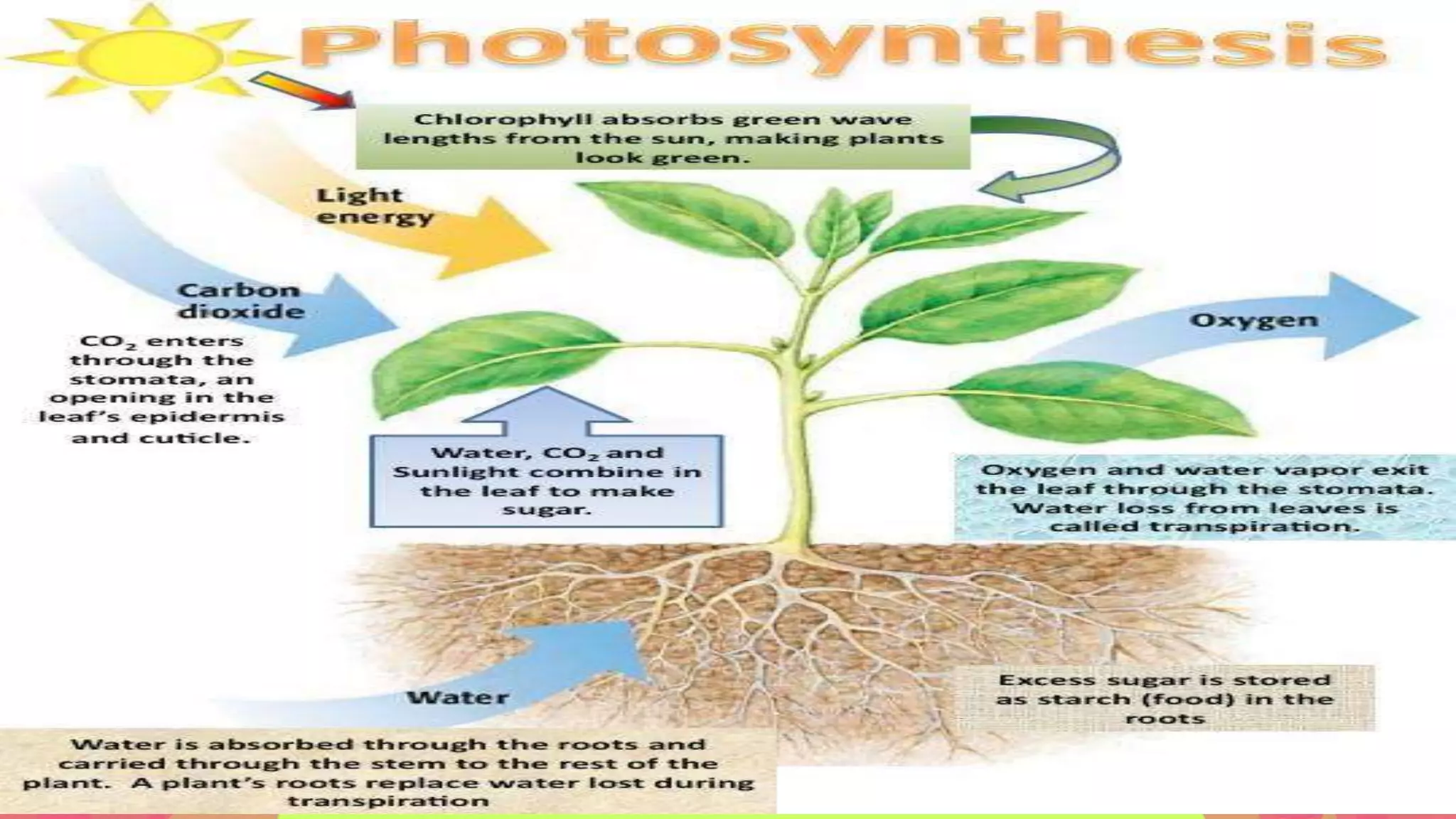 Plant Organs and Metabolic Processes | PPTX