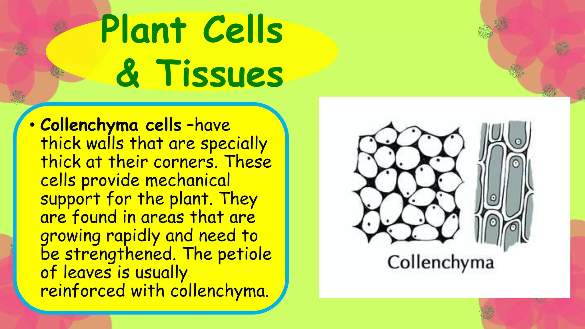 Plant Organs and Metabolic Processes | PPTX