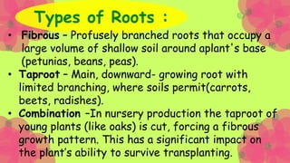 Plant Organs and Metabolic Processes | PPTX
