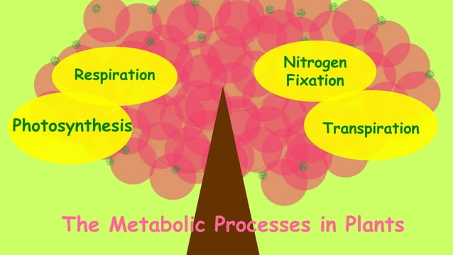 Plant Organs and Metabolic Processes | PPTX | Gardening | Home & Garden