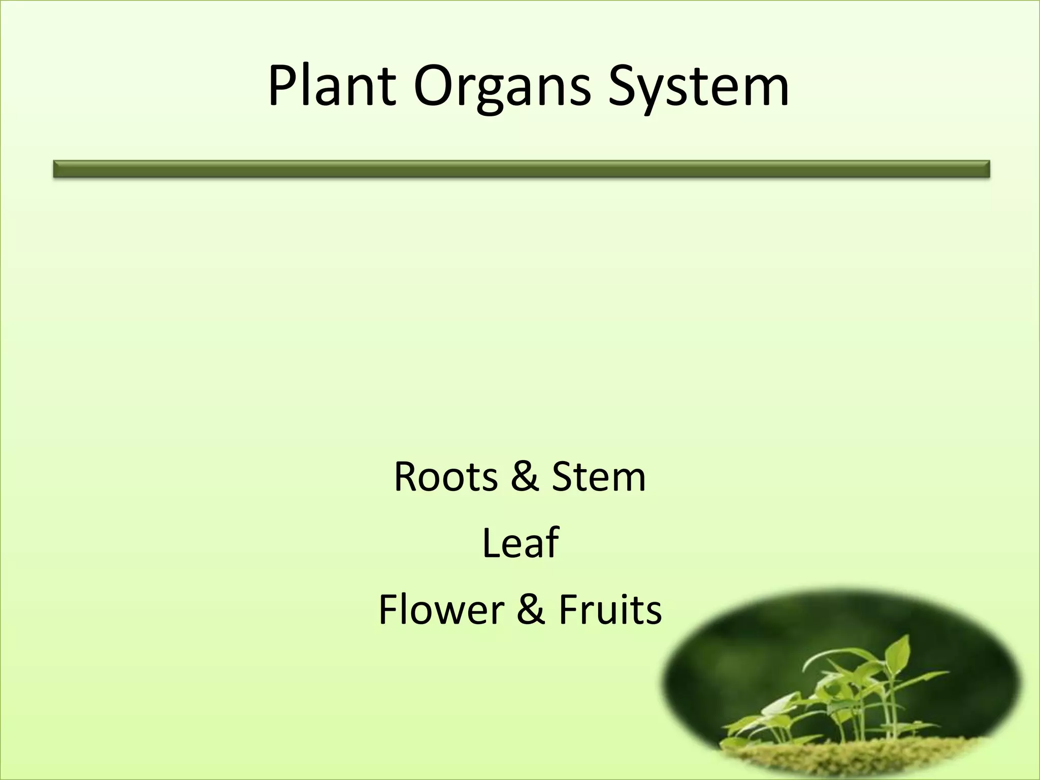 Plant organs system | PPTX