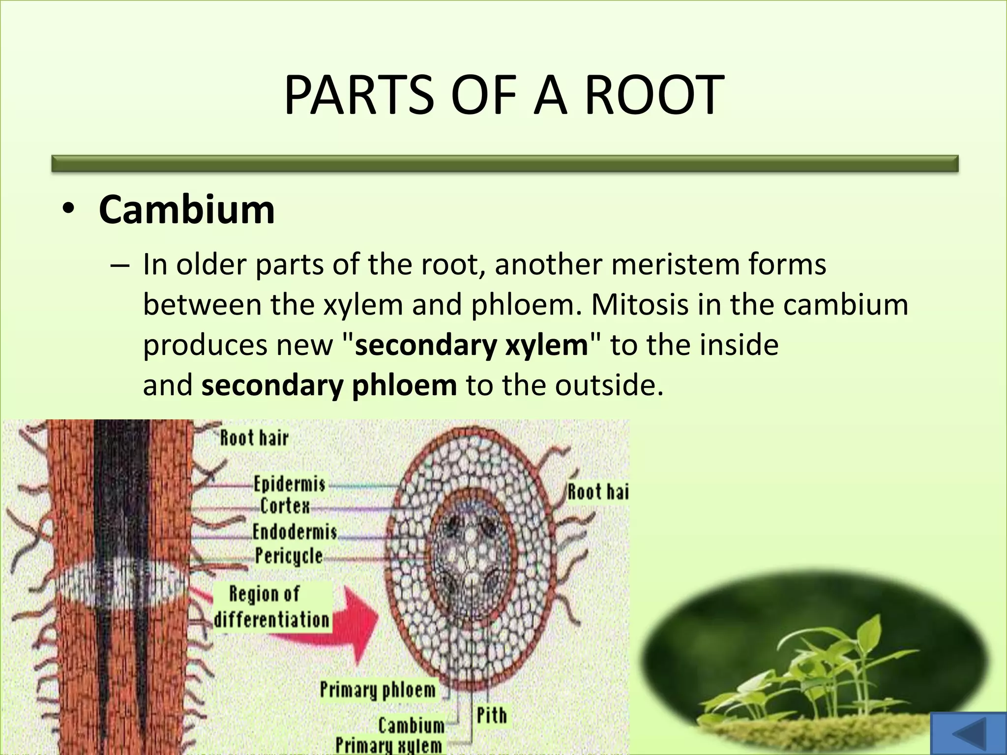 Plant organs system | PPTX