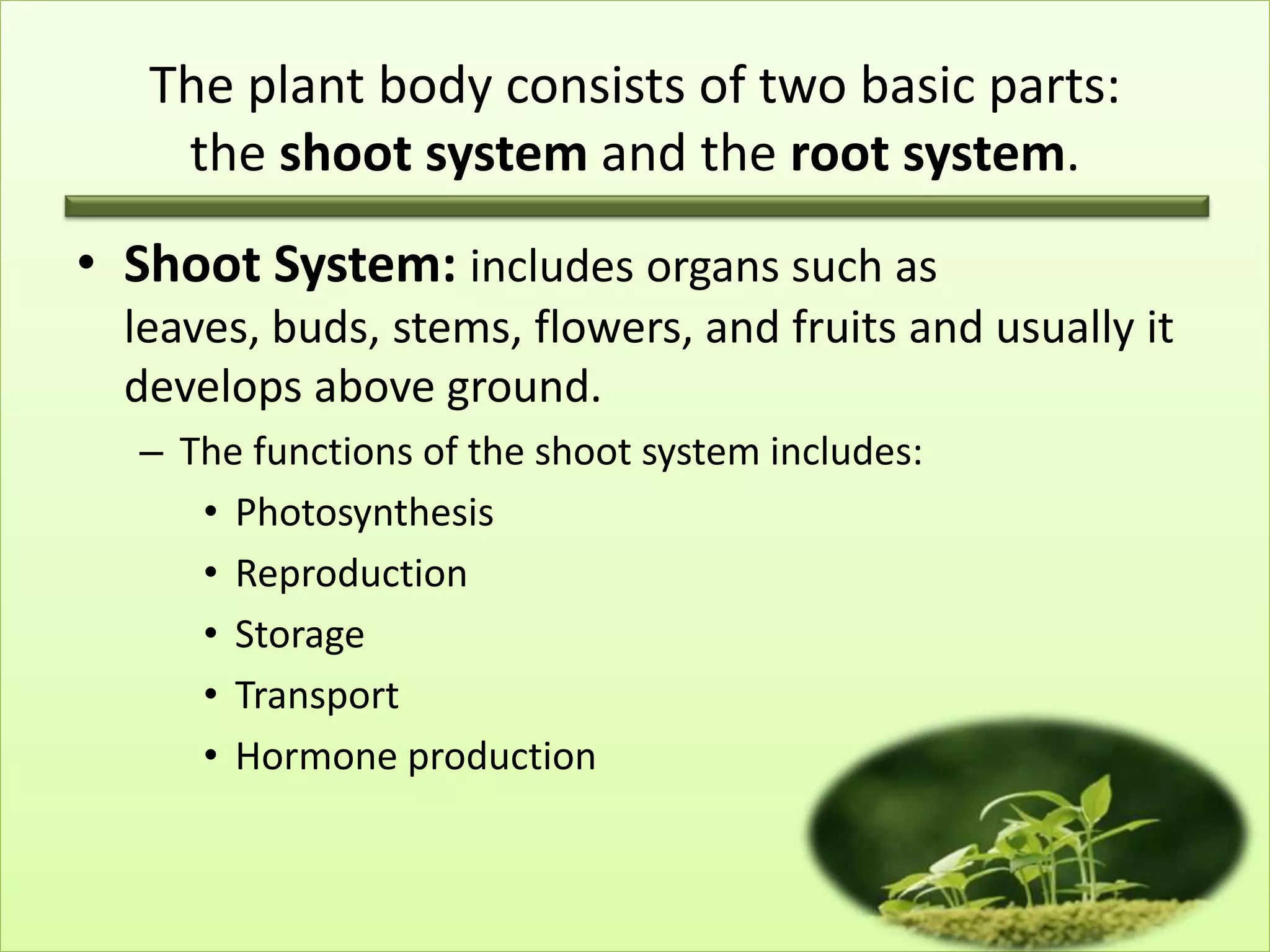 Plant organs system | PPTX