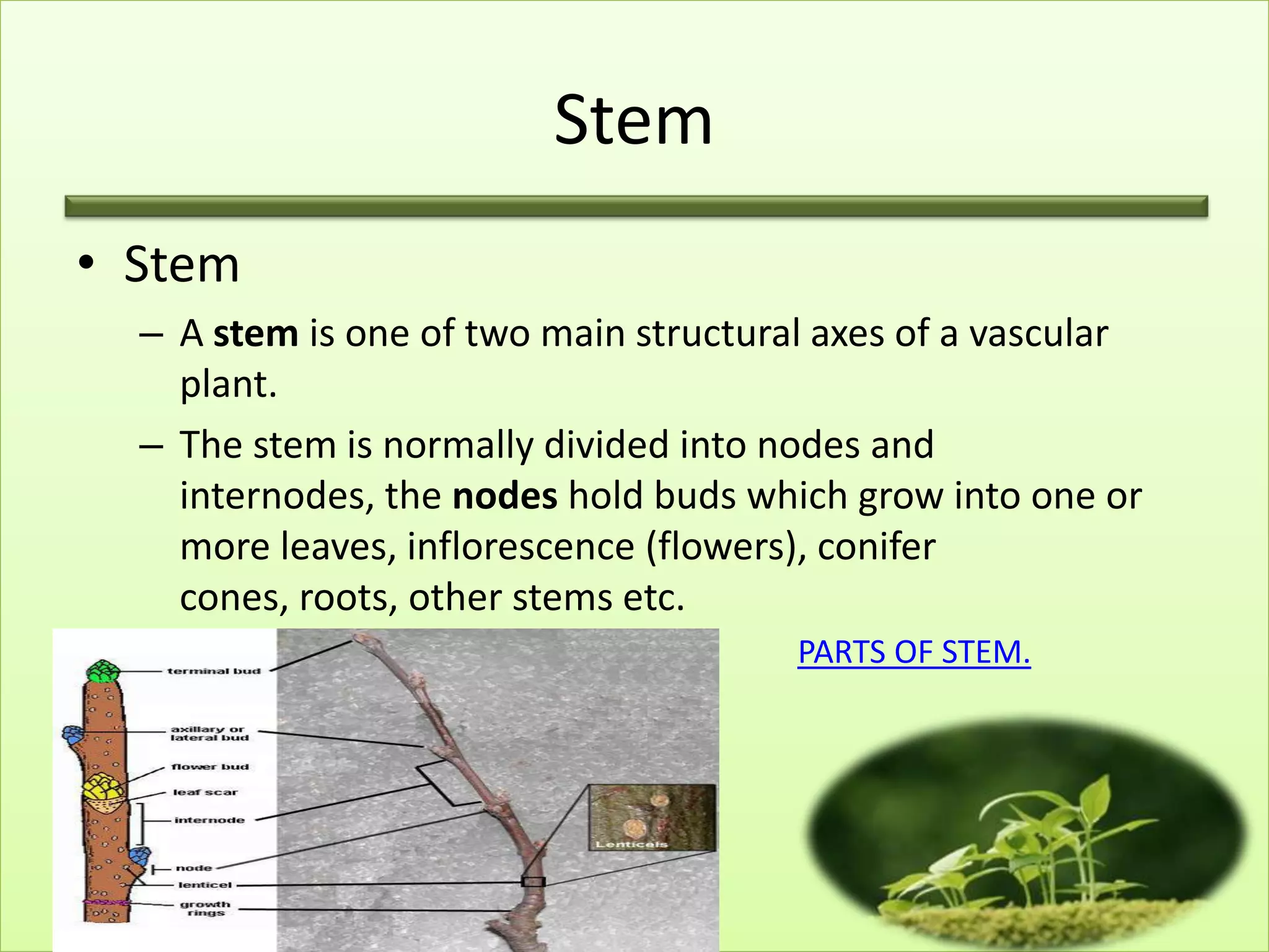 Plant organs system | PPTX