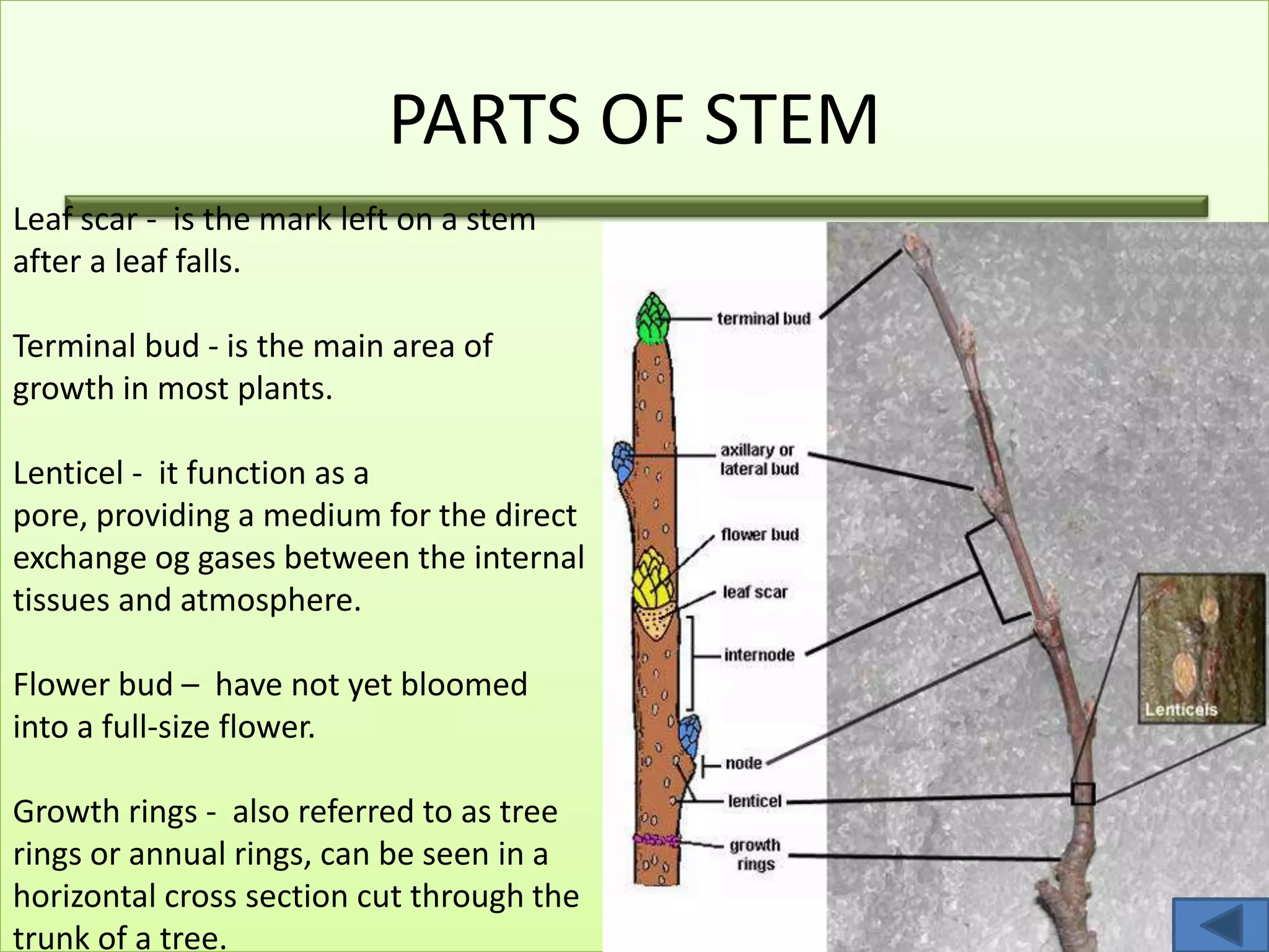 Plant organs system | PPTX