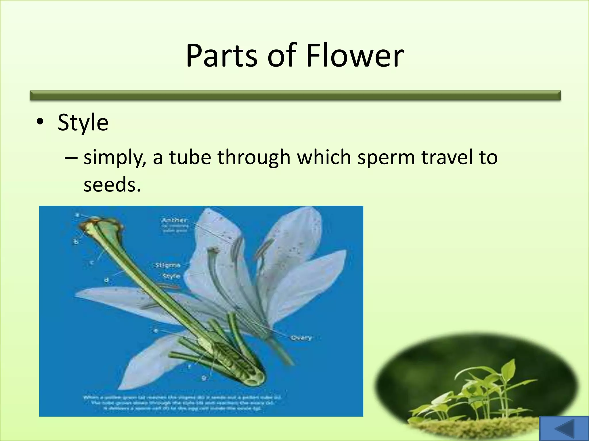 Plant organs system | PPTX