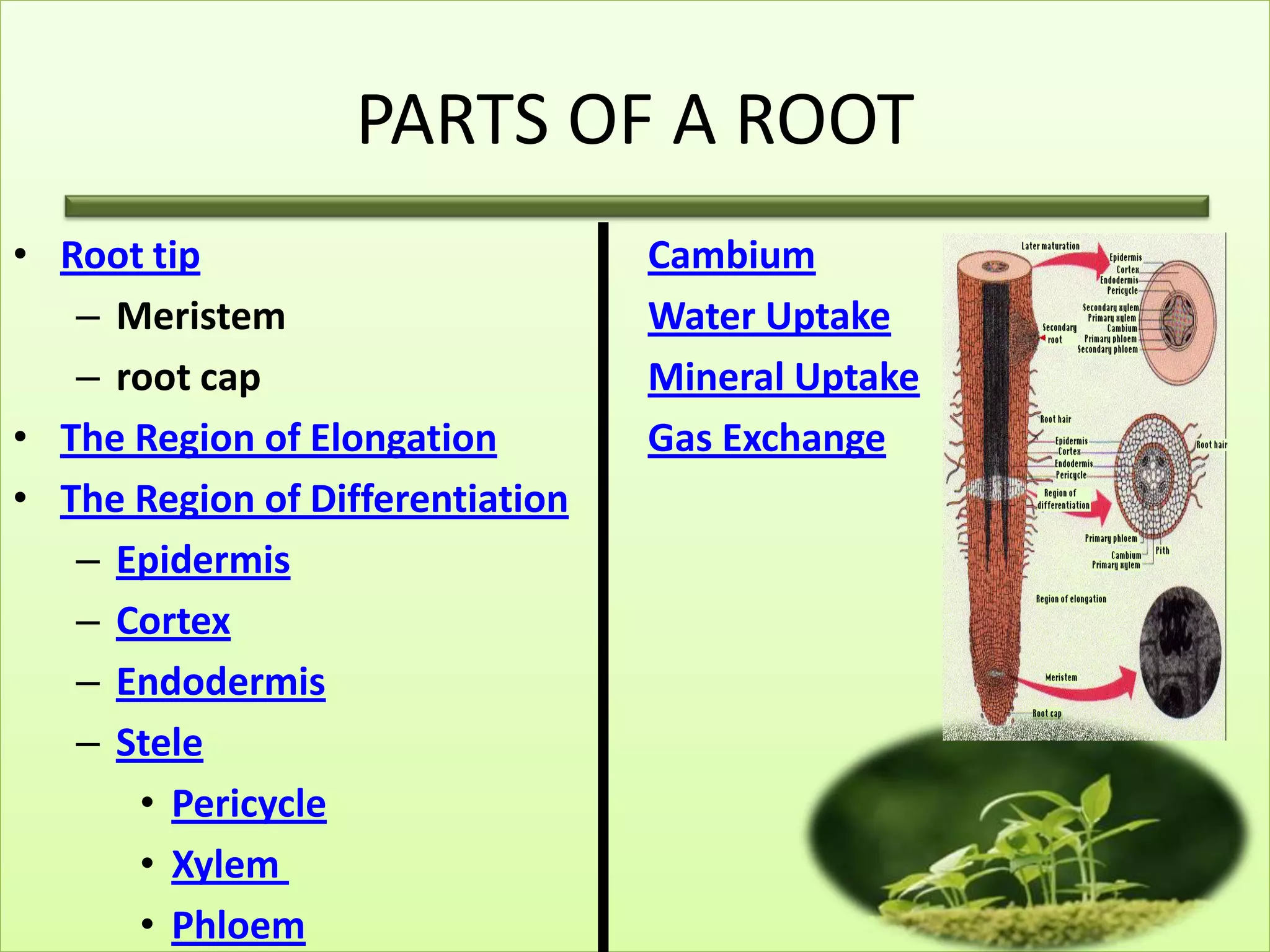 Plant organs system | PPTX