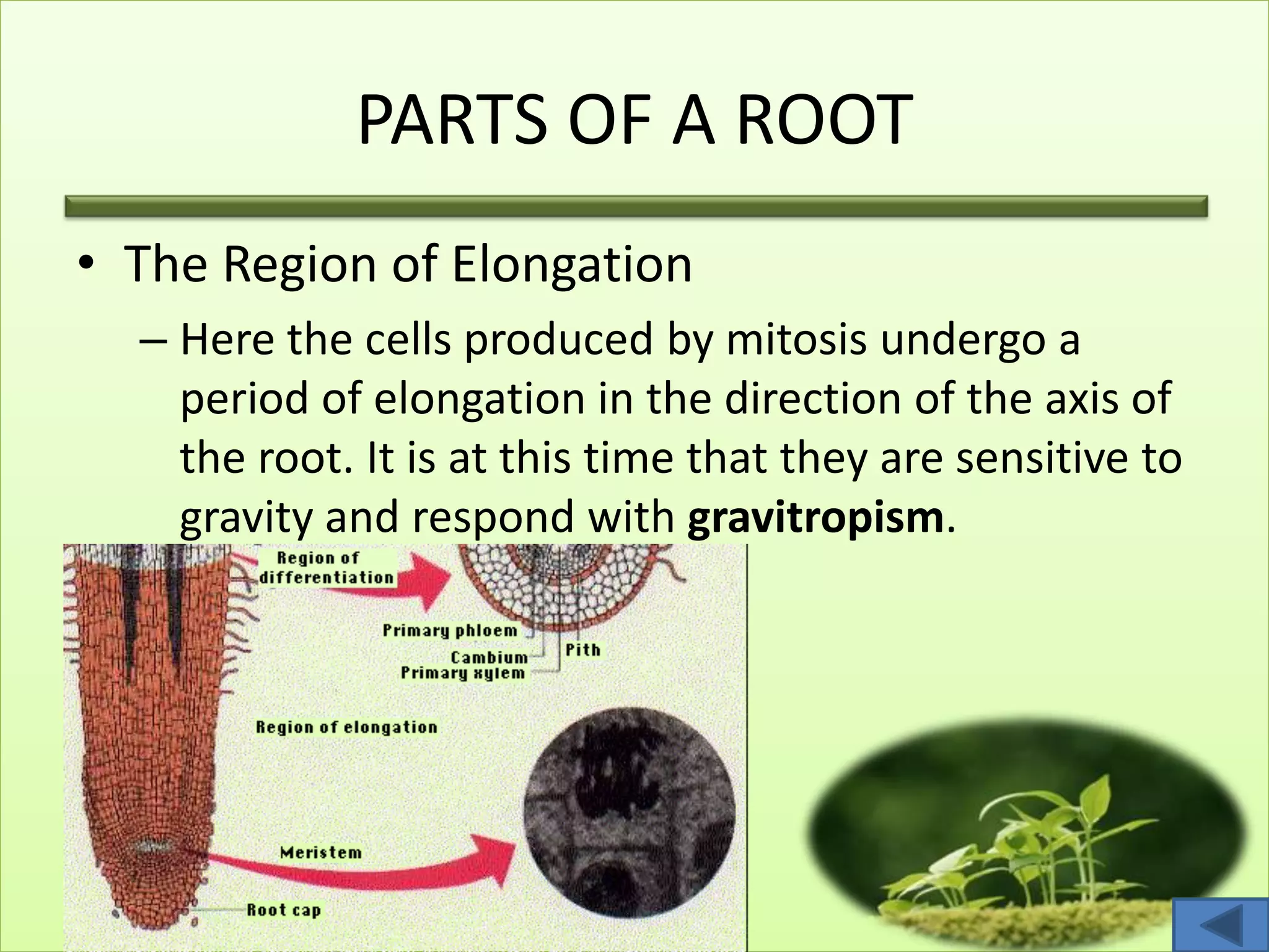 Plant organs system | PPTX