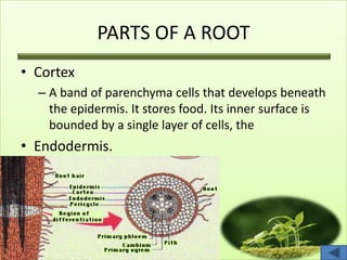 Plant organs system | PPTX