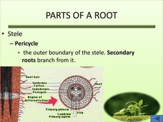 Plant organs system | PPTX