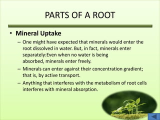 Plant organs system | PPTX