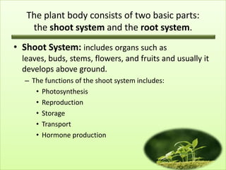 Plant organs system | PPTX