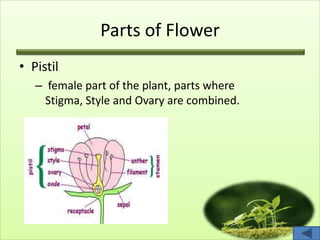 Plant organs system | PPTX