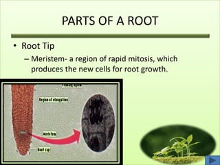 Plant organs system | PPTX