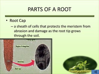 Plant organs system | PPTX