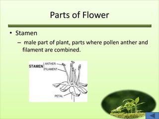 Organ System Of Flower