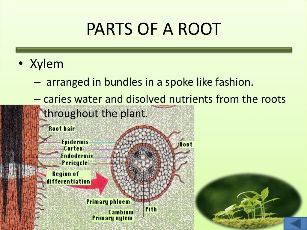 Plant organs system