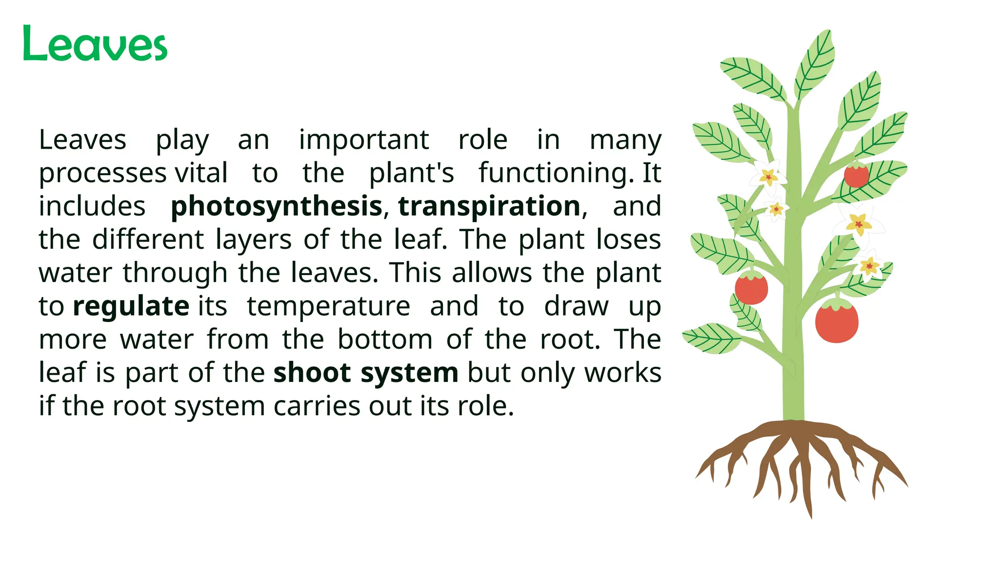 Plant organ system and their function.pptx