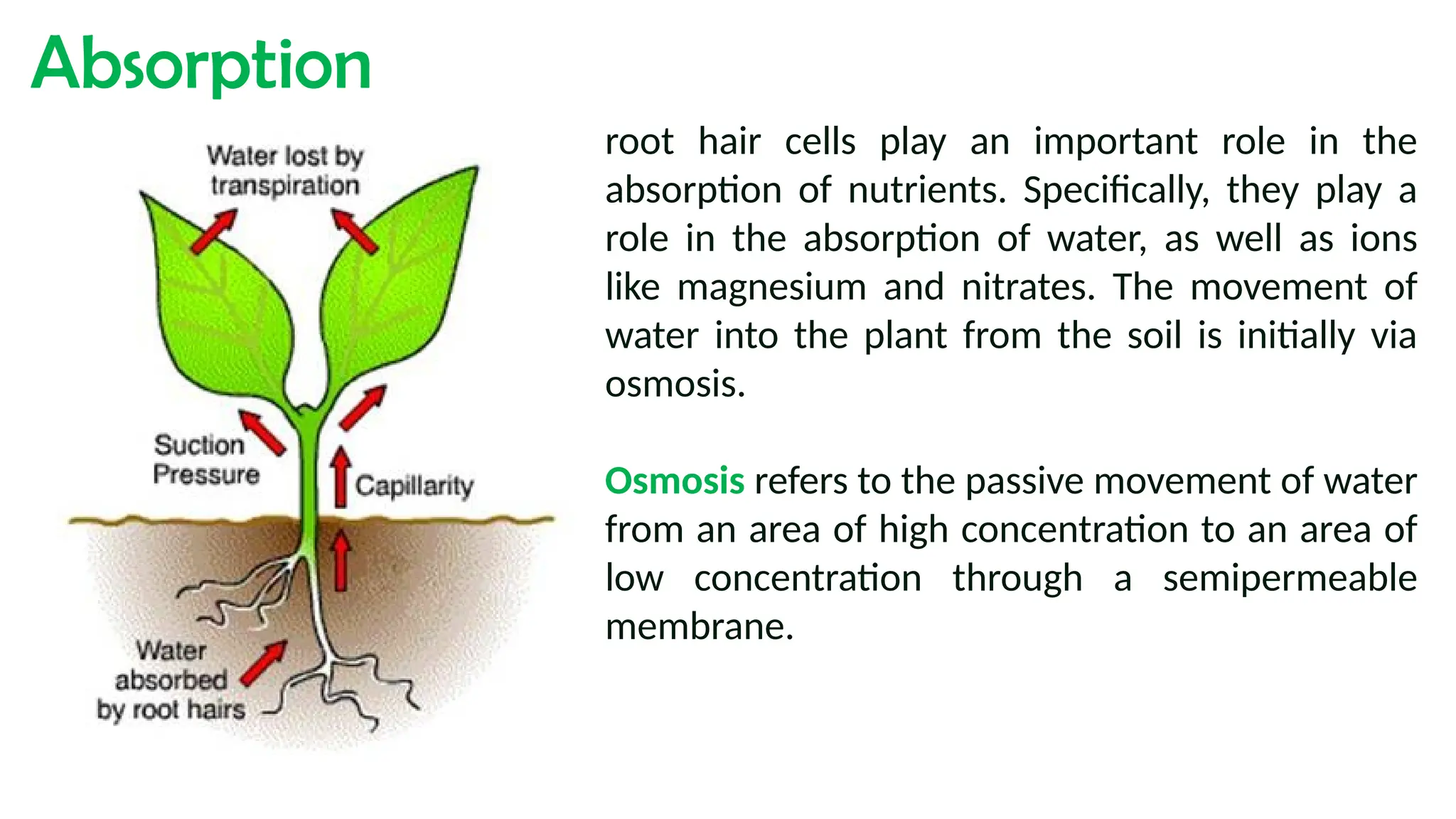 Plant organ system and their function.pptx