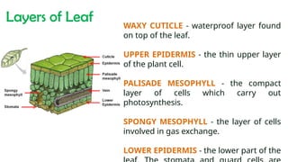 Plant organ system and their function.pptx