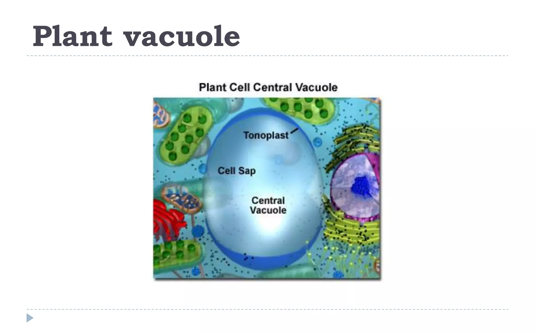 Plant organelles (Plasmodesmata, Vacuole, Plastids) | PDF