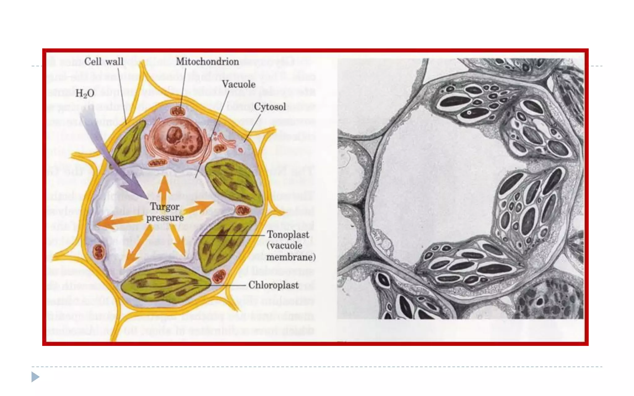Plant organelles (Plasmodesmata, Vacuole, Plastids) | PDF