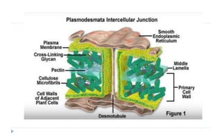 Plant organelles (Plasmodesmata, Vacuole, Plastids) | PDF