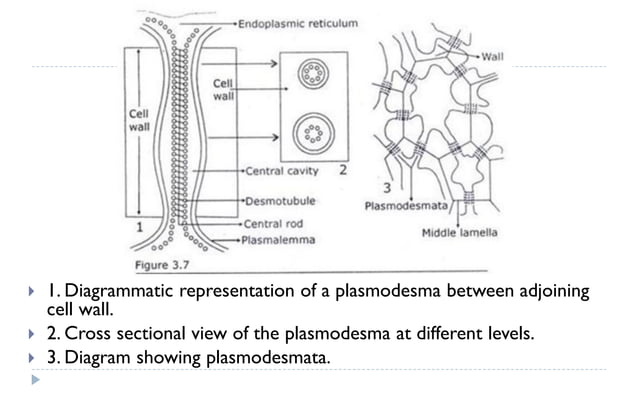 Plant organelles (Plasmodesmata, Vacuole, Plastids) | PDF