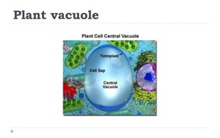 Vacuole Definition